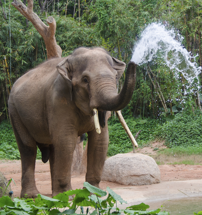 Zoo Atlanta: Animal Exhibits & Sightseeing